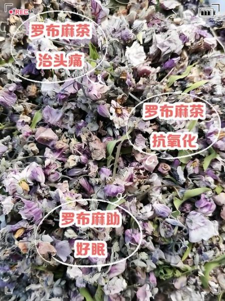 罗布麻长期喝的副作用_罗布麻茶能天天喝吗-第1张图片-山城妙识