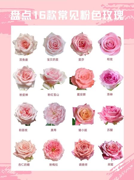 粉玫瑰花语是什么_粉玫瑰适合送谁-第1张图片-山城妙识