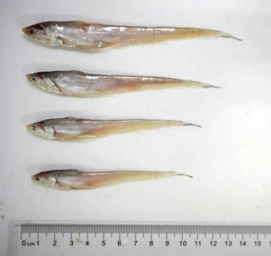 长江刀鱼图片大全_如何分辨真假刀鱼-第2张图片-山城妙识