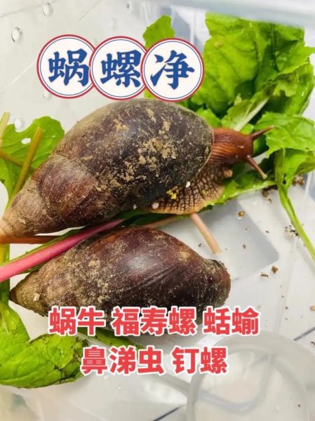 蛞蝓怎么消灭_蛞蝓怕什么-第2张图片-山城妙识