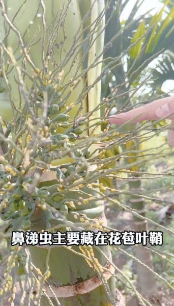 蛞蝓怎么消灭_蛞蝓怕什么-第3张图片-山城妙识