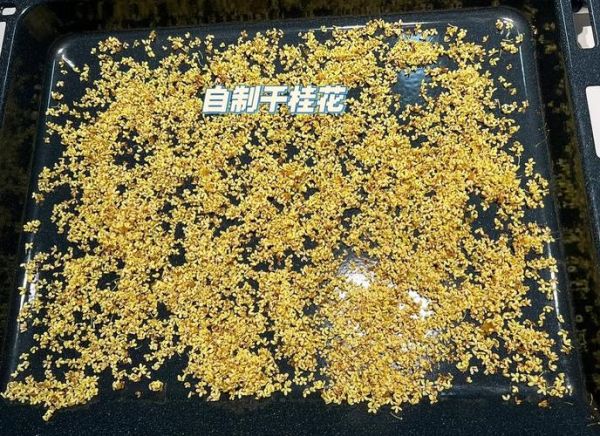 桂花怎么做成干桂花_干桂花制作方法-第3张图片-山城妙识