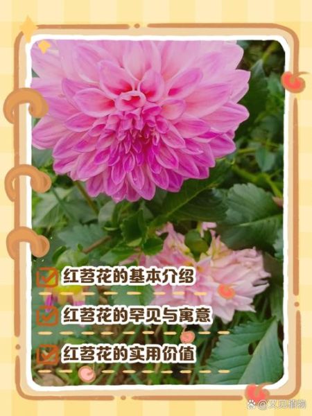 红苕花怎么养_红苕花什么时候开花-第1张图片-山城妙识