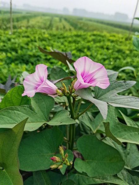 红苕花怎么养_红苕花什么时候开花-第2张图片-山城妙识