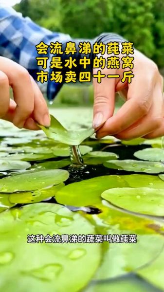 莼菜什么人不能吃_莼菜不能和什么一起吃-第3张图片-山城妙识