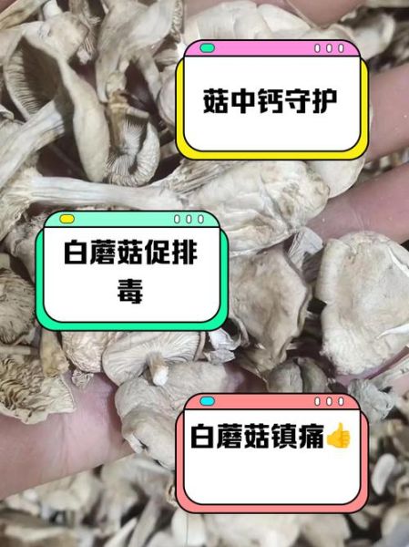 白蘑菇怎么洗_白蘑菇可以生吃吗-第2张图片-山城妙识