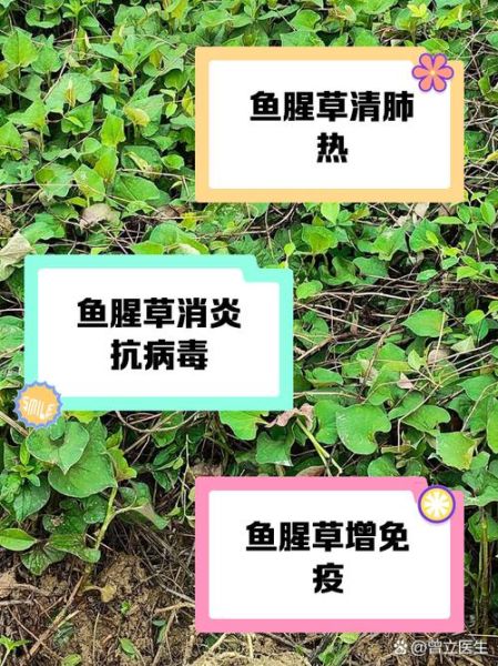 鱼腥草泡水喝有什么功效_鱼腥草泡水喝的禁忌-第1张图片-山城妙识