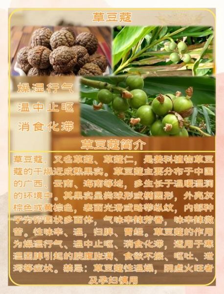 草寇的功效与作用_草寇的禁忌有哪些-第1张图片-山城妙识 草寇的功效与作用_草寇的禁忌有哪些-第1张图片-山城妙识