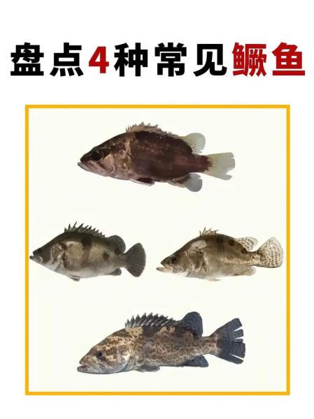 桂花鱼的营养价值_桂花鱼的禁忌有哪些-第2张图片-山城妙识