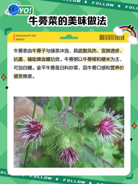 鲜牛蒡怎么吃_鲜牛蒡的禁忌有哪些-第2张图片-山城妙识