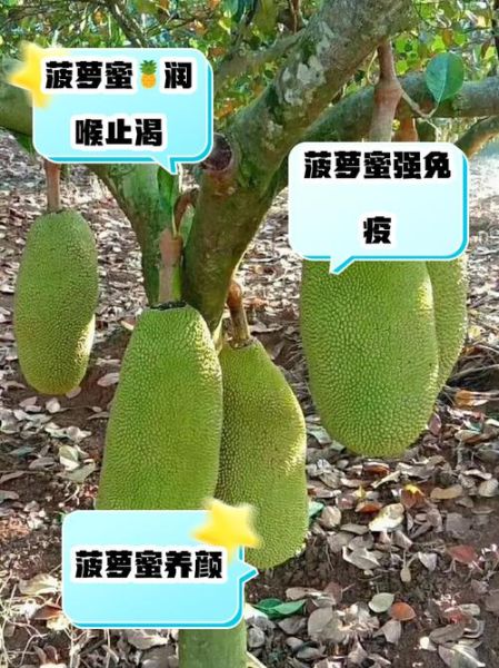 菠萝蜜的营养价值_吃菠萝蜜的禁忌有哪些-第2张图片-山城妙识