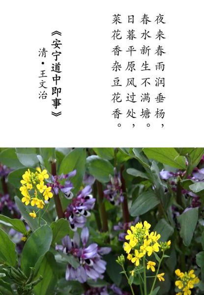 油菜花诗句最出名的是哪一句_油菜花古诗赏析-第1张图片-山城妙识 油菜花诗句最出名的是哪一句_油菜花古诗赏析-第1张图片-山城妙识