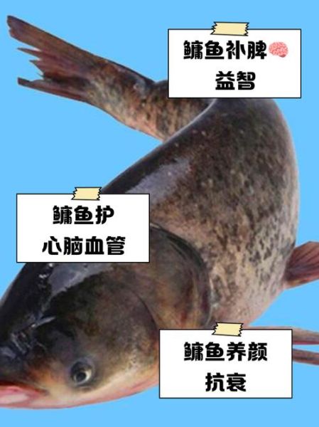 鳙鱼价格多少一斤_鳙鱼多少钱一斤-第3张图片-山城妙识