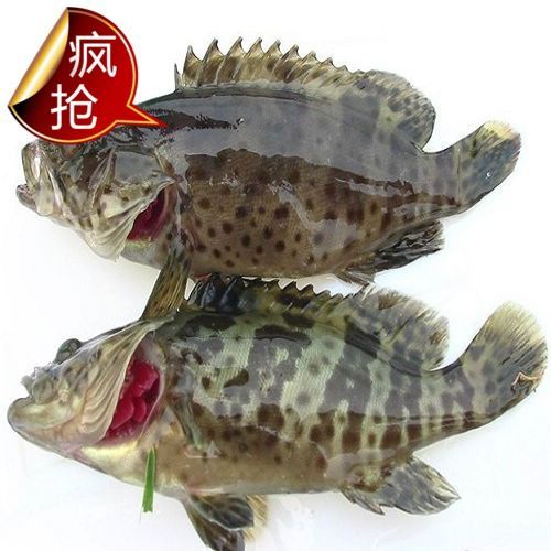 青石斑鱼多少钱一斤_青石斑鱼价格走势-第1张图片-山城妙识