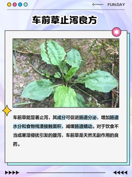 车前草的功效与作用_车前草能治疗哪些疾病-第3张图片-山城妙识