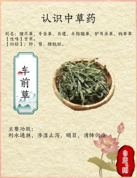 车前草的功效与作用_车前草能治疗哪些疾病-第1张图片-山城妙识