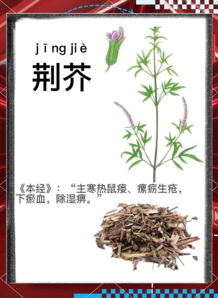 荆芥不能和什么一起吃_荆芥与什么相克中毒-第3张图片-山城妙识