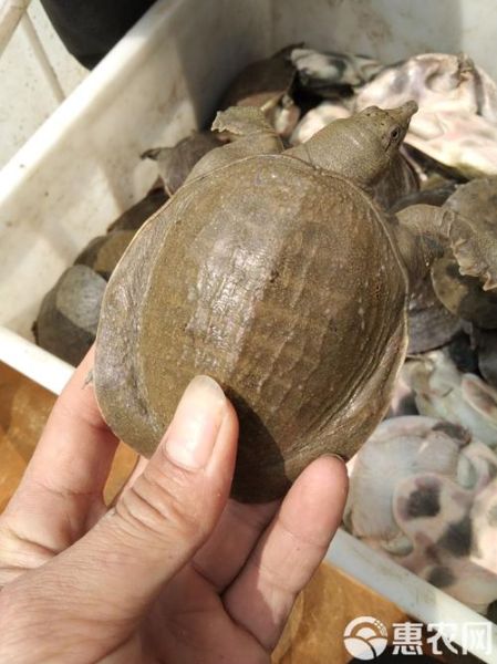 500克甲鱼苗批发多少钱_甲鱼苗价格行情-第3张图片-山城妙识 500克甲鱼苗批发多少钱_甲鱼苗价格行情-第3张图片-山城妙识