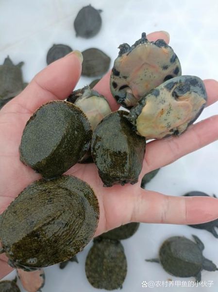 500克甲鱼苗批发多少钱_甲鱼苗价格行情-第2张图片-山城妙识 500克甲鱼苗批发多少钱_甲鱼苗价格行情-第2张图片-山城妙识