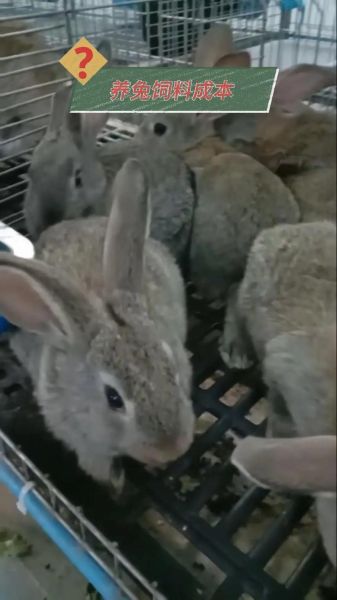 苜蓿草怎么种_苜蓿草喂兔子的正确方法-第3张图片-山城妙识