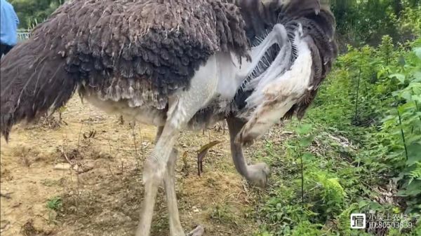 100斤鸵鸟多少钱一只_鸵鸟价格行情-第2张图片-山城妙识