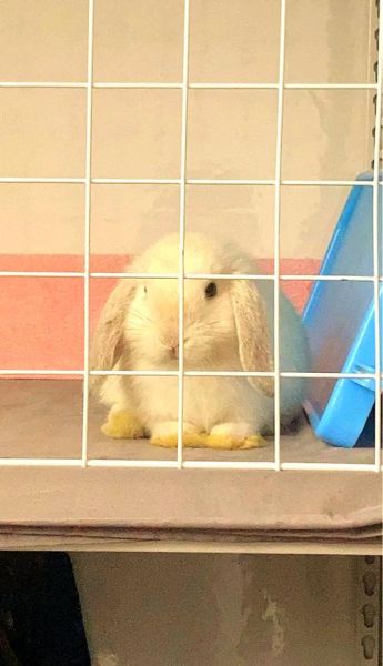 苜蓿草怎么种_苜蓿草喂兔子的正确方法-第2张图片-山城妙识