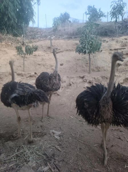 100斤鸵鸟多少钱一只_鸵鸟价格行情-第3张图片-山城妙识