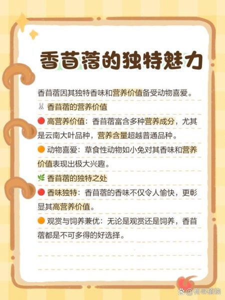 苜蓿草怎么种_苜蓿草喂兔子的正确方法-第1张图片-山城妙识