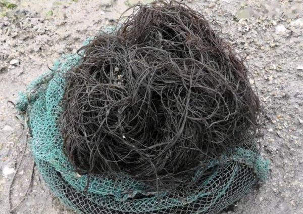 发菜是什么_发菜为什么被禁止采摘-第2张图片-山城妙识