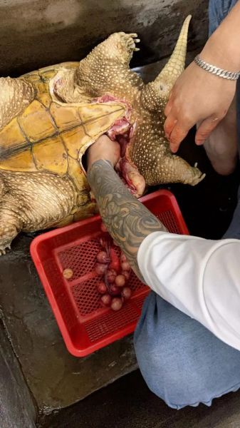 鳄鱼龟图片大全_鳄鱼龟长什么样-第1张图片-山城妙识