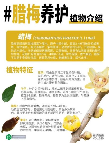 腊梅怎么养_腊梅养殖注意事项-第1张图片-山城妙识