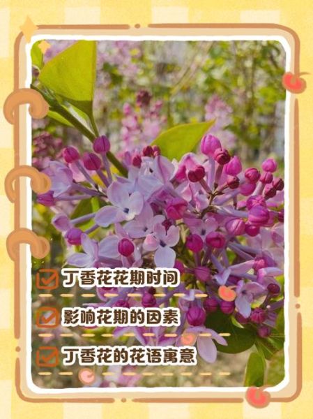 丁香树怎么养_丁香树花期多久-第2张图片-山城妙识