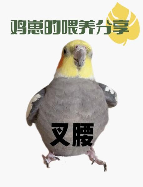 玄凤鹦鹉怎么养_玄凤鹦鹉吃什么-第1张图片-山城妙识