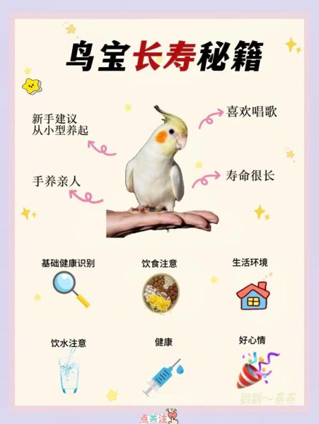 玄凤鹦鹉怎么养_玄凤鹦鹉吃什么-第2张图片-山城妙识