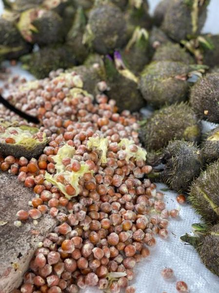 生芡实怎么吃_生芡实可以生吃吗-第1张图片-山城妙识