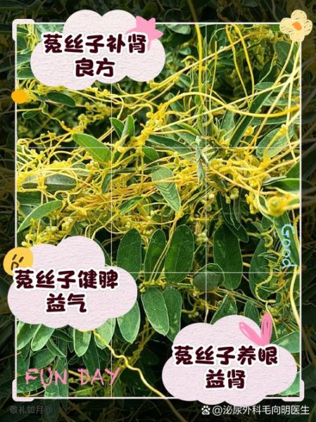 菟丝子泡水喝的害处_长期饮用有哪些副作用-第2张图片-山城妙识