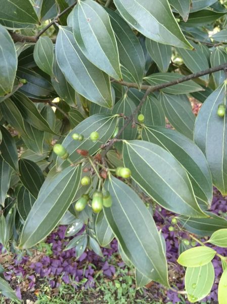 肉桂图片大全大图_肉桂高清图片怎么找-第1张图片-山城妙识