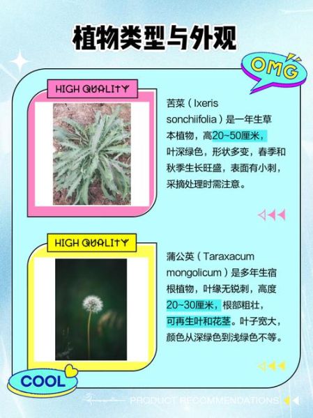 大苦菜和小苦菜的区别_如何区分大苦菜小苦菜-第3张图片-山城妙识