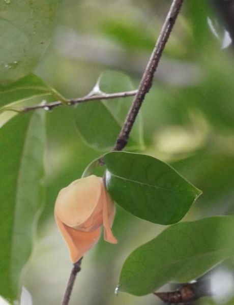 刺果番荔枝的功效与作用_刺果番荔枝怎么吃效果最好-第2张图片-山城妙识 刺果番荔枝的功效与作用_刺果番荔枝怎么吃效果最好-第2张图片-山城妙识