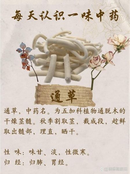 通草图片长什么样_通草真假辨别方法-第2张图片-山城妙识