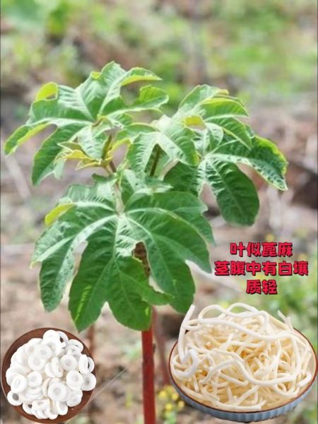 通草图片长什么样_通草真假辨别方法-第3张图片-山城妙识