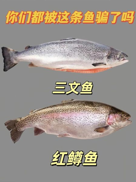 国产三文鱼是虹鳟鱼吗_虹鳟鱼和三文鱼区别-第3张图片-山城妙识