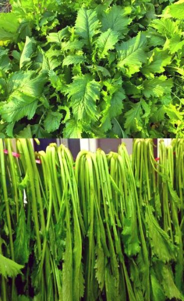 雪里红长什么样子_雪里红和芥菜的区别-第2张图片-山城妙识