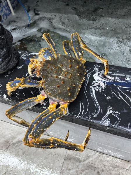 海蟹品种大全_哪种海蟹最好吃-第3张图片-山城妙识