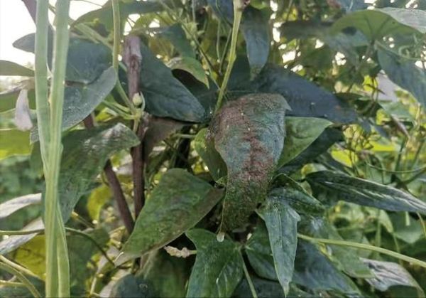 豇豆锈病初期症状_如何识别与防治-第1张图片-山城妙识