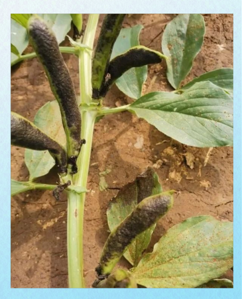 豇豆锈病初期症状_如何识别与防治-第3张图片-山城妙识