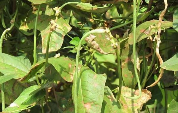 豇豆锈病初期症状_如何识别与防治-第2张图片-山城妙识