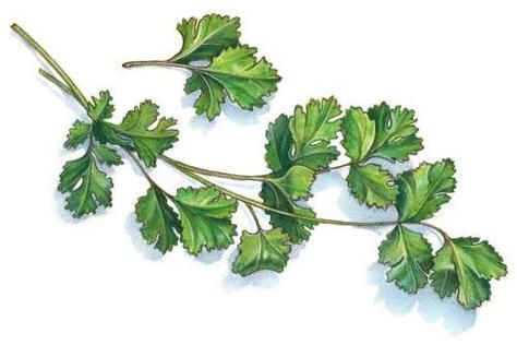 香菜卡通图片怎么画_香菜卡通图片简笔画教程-第1张图片-山城妙识