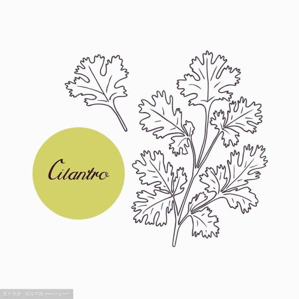 香菜卡通图片怎么画_香菜卡通图片简笔画教程-第3张图片-山城妙识