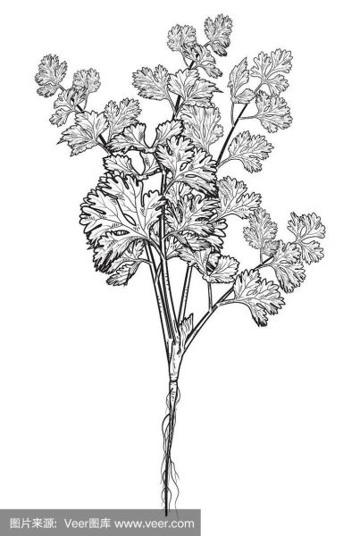 香菜卡通图片怎么画_香菜卡通图片简笔画教程-第2张图片-山城妙识